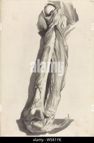 Anatomical study of the Femur, Pieter van Gunst, After Gerard de ...