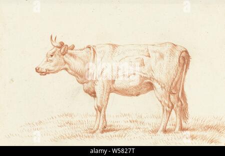 Standing cow, to the left Stock Photo - Alamy