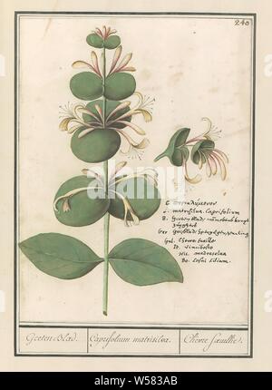 Honeysuckle; Lonicera caprifolium Stock Photo - Alamy