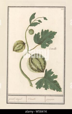 Watermelon (Citrullus vulgaris), 1596-1610. Commissioned by Emperor ...