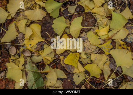 Close-up of fallen ginkgo leaves in autumn Stock Photo - Alamy