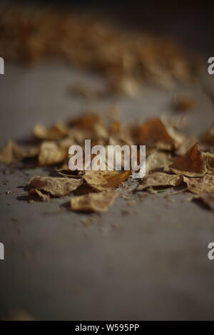 Dry yellow birch leaves lie on a tiled stone surface with sunlight ...