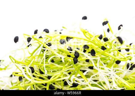 Leek (Allium porrum) sprouts macro Stock Photo - Alamy