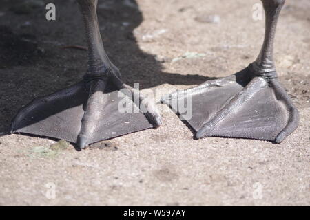 Swans webbed feet Stock Photo: 54122968 - Alamy