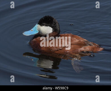 A male ruddy duck with a blue beak struts his stuff during a mating ...