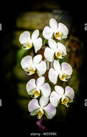 orchid different colors Stock Photo - Alamy