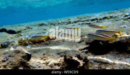 Freckled colorful goatfish - (Upeneus tragula Stock Photo - Alamy