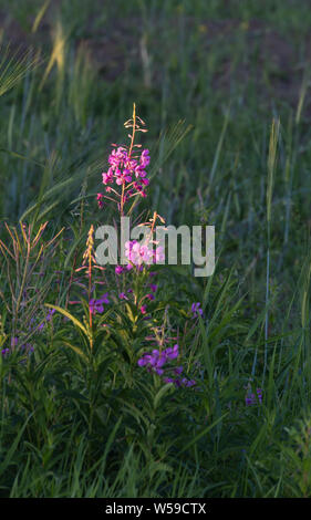 Wild Alaskan Fireweed Closeup Stock Photo - Alamy
