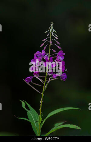 Wild Alaskan Fireweed Stock Photo - Alamy