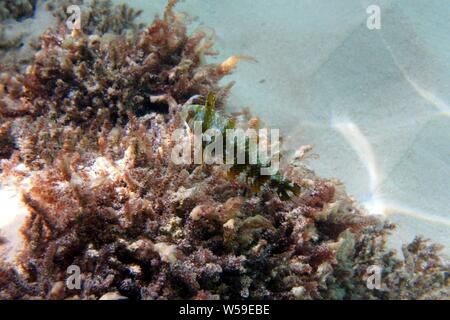 Green Razorfish (Xyrichtys splendens) juvenile hanging around a shallow ...