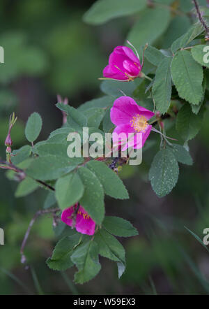 Wild Roses in Alaska Stock Photo - Alamy