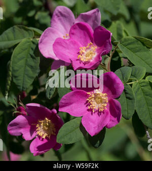 Wild Roses in Alaska Stock Photo - Alamy