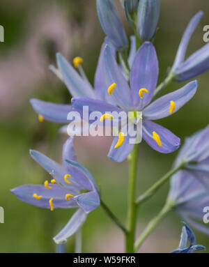 Closeup of Camas (Camassia Leichtlinii) flowers in full bloom Stock ...
