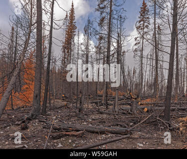 Dead tree snags burned by forest fire, Yellowstone National Park ...