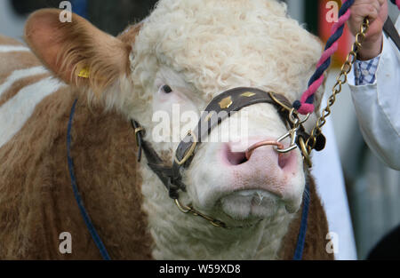 Bulls being judge at large agricultural show in the UK Stock Photo - Alamy