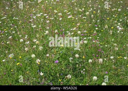 Bucovina, Romania. Wild flowers thrive on the high pastures, where the ...