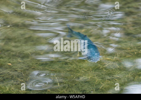 Blue Trout, (Oncorhynchus mykiss) the Blue trout is a rare but ...