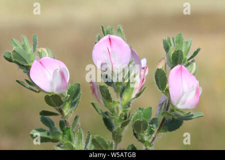 Common Restharrow (Ononis repens), Fabaceae. Isle of Wight, UK Stock ...