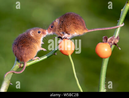 Kissing Harvest Mice Stock Photo - Alamy
