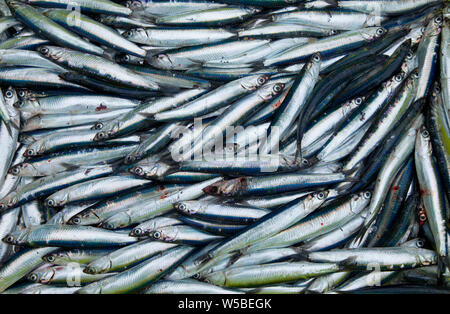 Bocarte , Anchoa o Boquerón, ffPuerto de Santoña, Mar Cantábrico ...