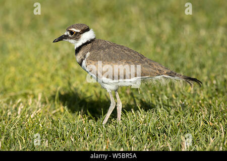 Cute little killdeer bird walking on the grass near Rathdrum, Idaho ...
