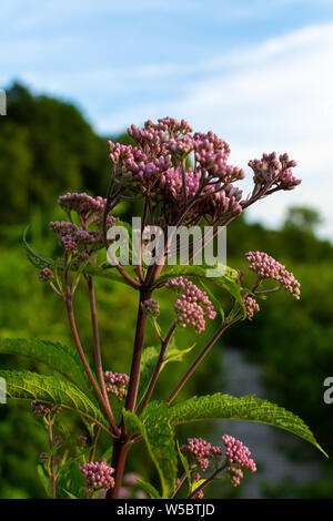 Wild Popeye weed on a beautiful Summer evening. Dixon Waterfowl Refuge ...