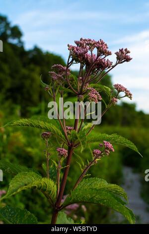 Wild Popeye weed on a beautiful Summer evening. Dixon Waterfowl Refuge ...