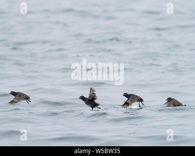 Whiskered Auklets, Aethia pygmaea in the Baby Islands of Alaska Stock ...