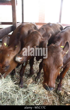 cows in a coral eating hay Stock Photo - Alamy