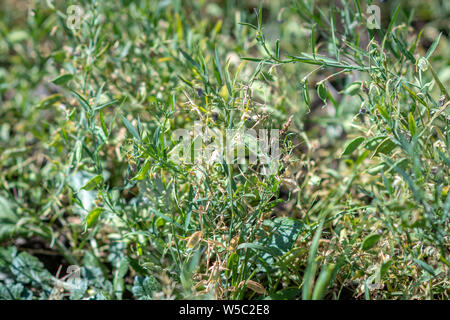 Pea plants, Mekele, Ethiopia. Mekele, Ethiopia Stock Photo - Alamy