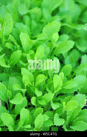 top view of young cabbage trees in garden Stock Photo - Alamy