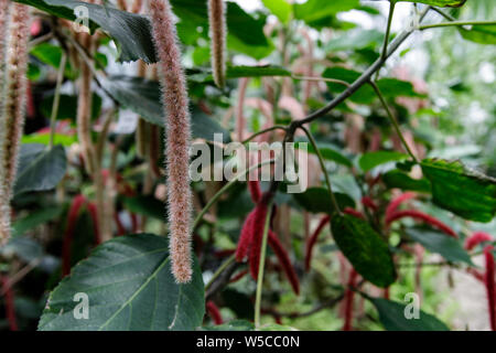 Red Hot Cat Tails Acalypha Hispida Stock Photo - Alamy