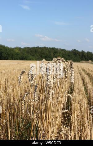 Field of wheat after harvest Stock Photo - Alamy