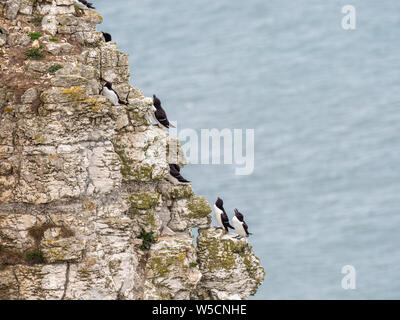 Razorbill Mating on cliff edge Stock Photo - Alamy