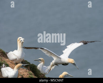 Northern gannets hovering on cliff tops Stock Photo - Alamy