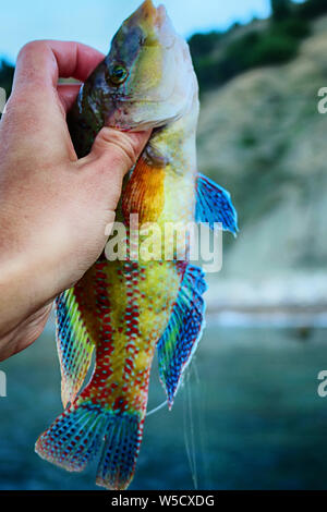 Sea fishing. Long-striped wrasse (Symphodus tinca, rainbow fishes ...