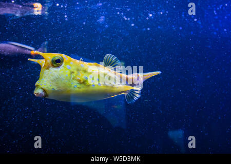 Longhorn cowfish, latin name Lactoria cornuta, also called the horned ...