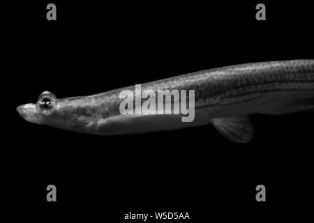Four-eyed fish (Anableps anableps Stock Photo - Alamy