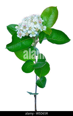 The Blossom of black rowanberry on black background with reflection ...