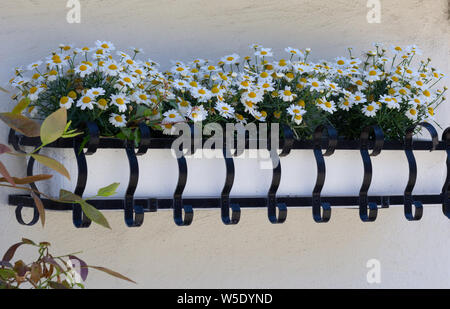 Camomiles in flower bed hanging on the white wall Stock Photo - Alamy
