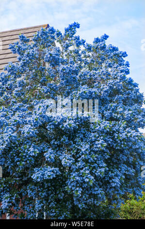 Ceanothus aboreus Trewithen Blue in full flower in front of house. A ...