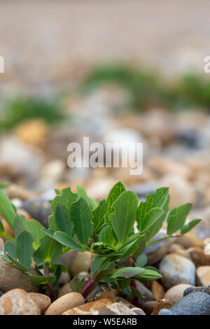 seaside pea (Lathyrus japonicus Stock Photo - Alamy