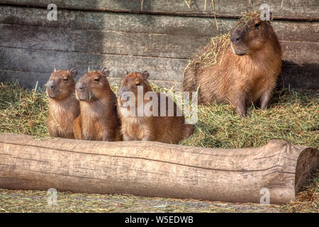 Capybara ( hydrochoerus hydrochaeris) with a prairie dog at the ...