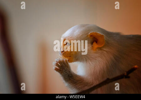 Silvery Pygmy Marmoset (Mico argentatus). New World monkey genus native ...