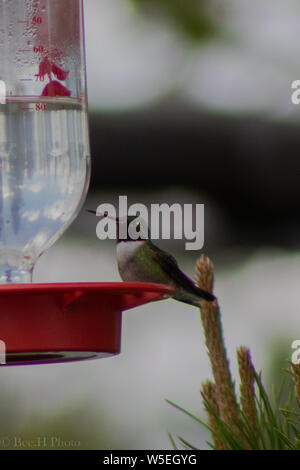 Lucifer Hummingbird (Calothorax lucifer Stock Photo - Alamy