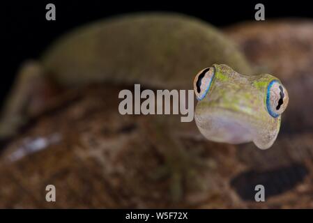 Philippine false gecko (Pseudogekko compresicorpus Stock Photo - Alamy