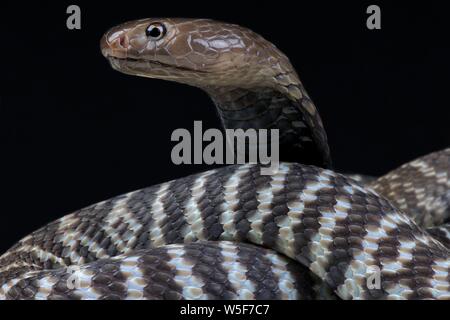 Zebra snake, Namibia Stock Photo - Alamy