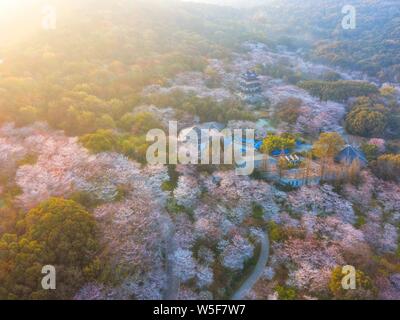 The turtle head isle of taihu lake cherry blossom Stock Photo - Alamy