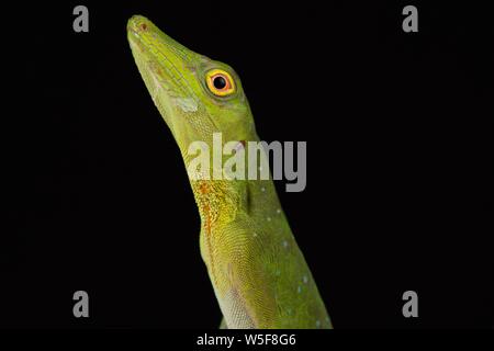 Amazon green anole (Anolis punctatus). This rare lizard feeds on ...
