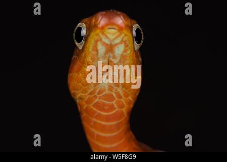 Smooth machete snake (Chironius scurrulus Stock Photo - Alamy